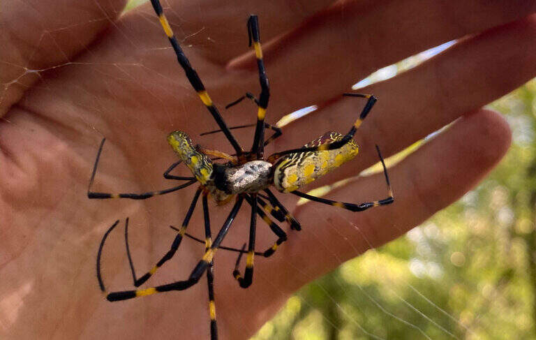 Giant spiders are invading Georgia. Here’s what to know | Macon Telegraph