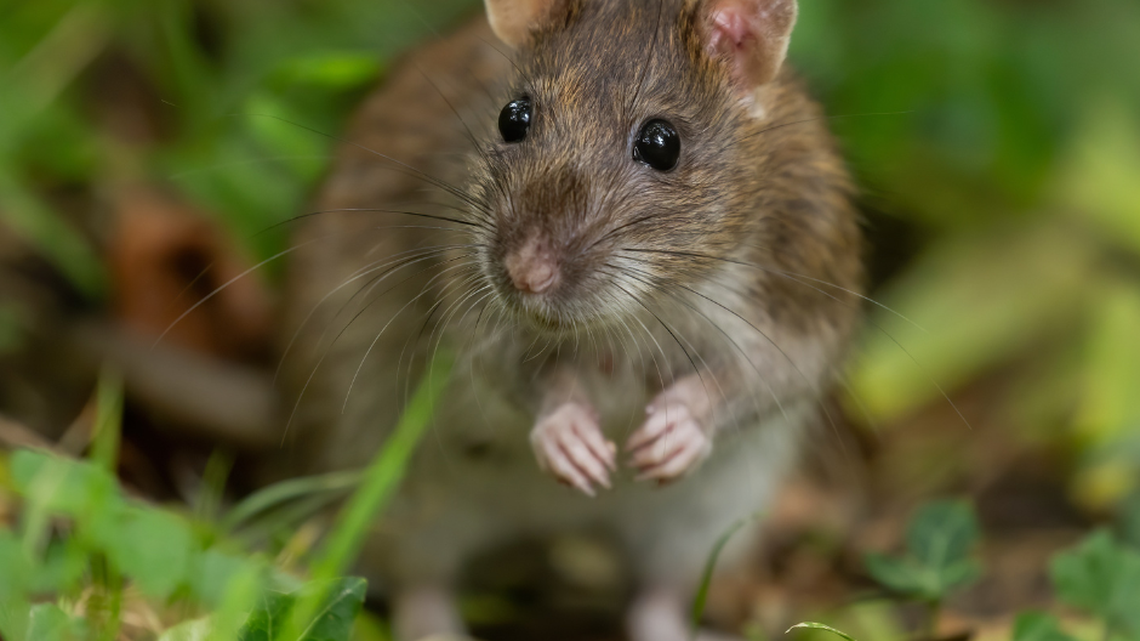 Georgia has among most rodent infested US cities | Macon Telegraph