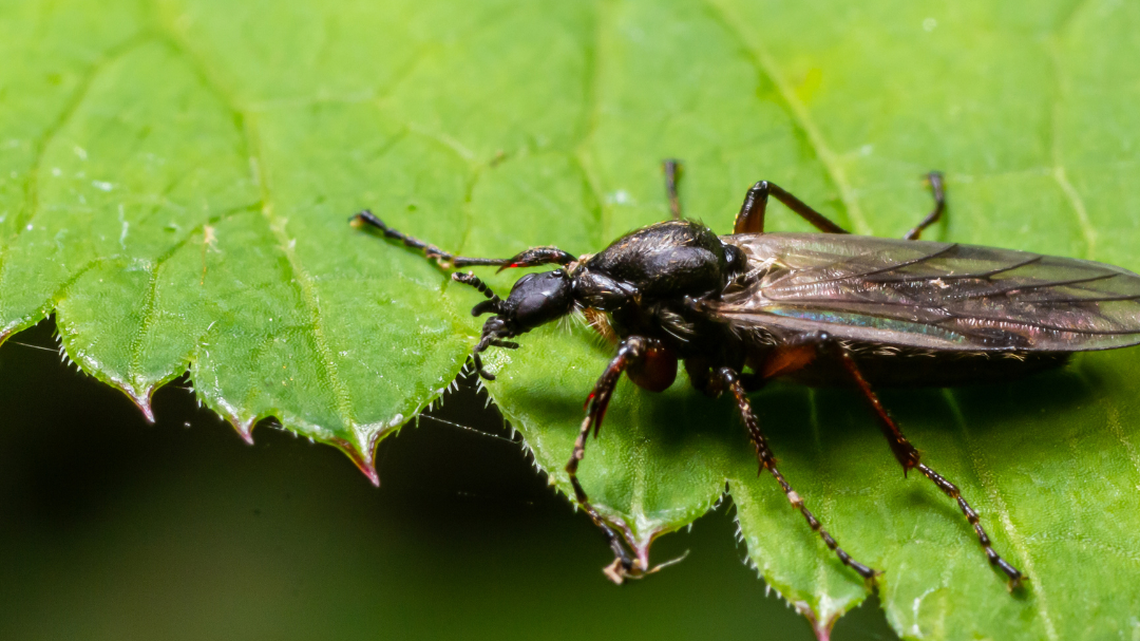 What to know about lovebugs in MS and how to get rid of them | Biloxi ...