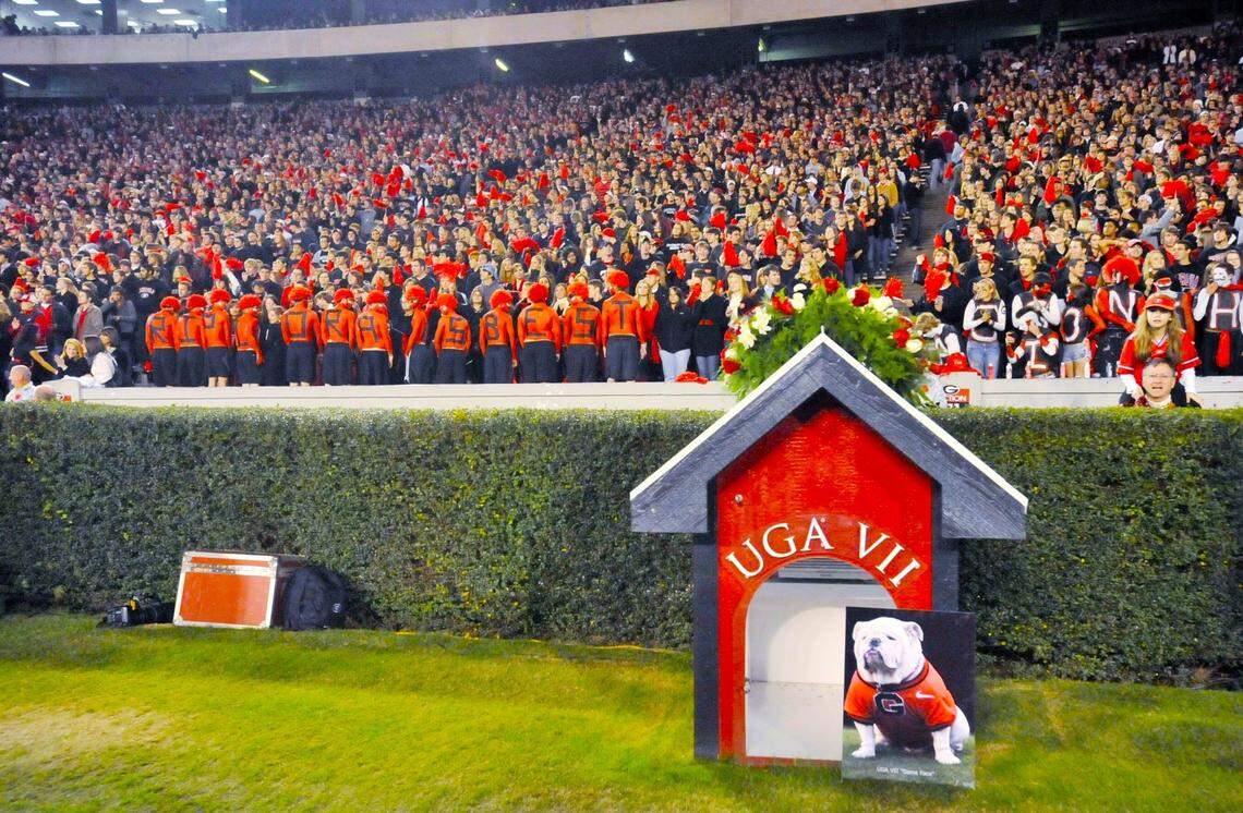 The inside story of Uga the Georgia Bulldogs’ mascot’s fame | Macon ...