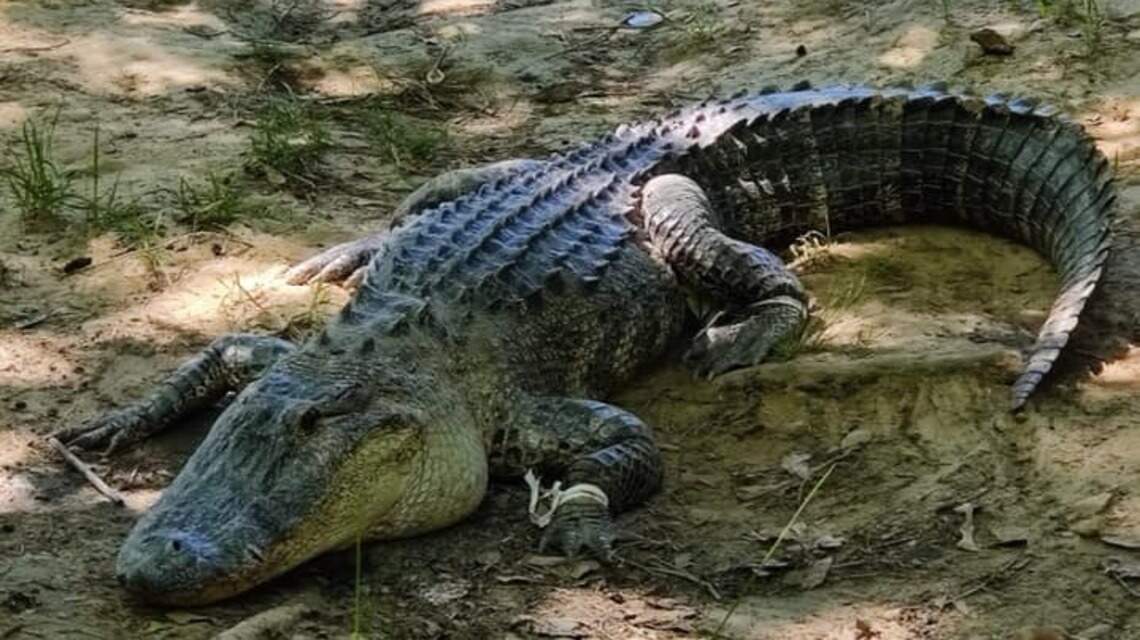 SC cops release new details in fatal alligator attack | The State