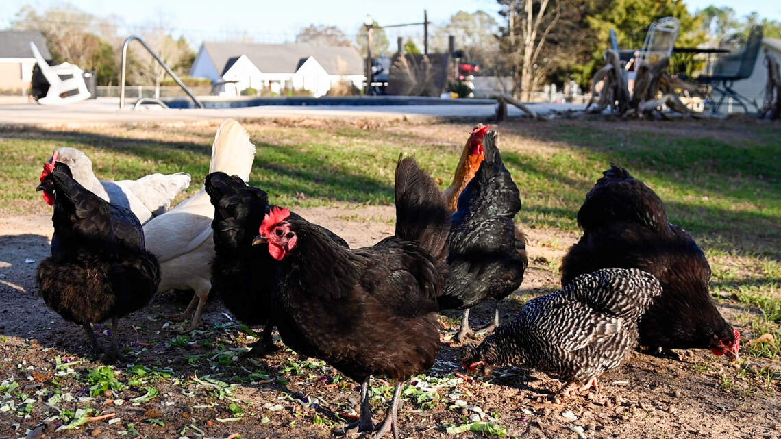 A look at Mandy Croft, Macon’s ‘Poultry Princess’ | Macon Telegraph